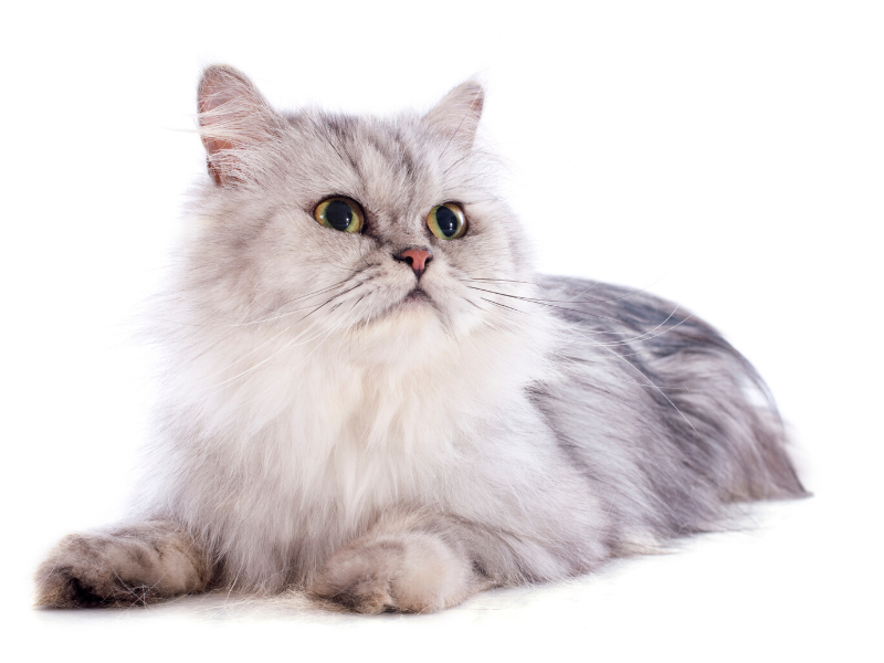De liefste kattenrassen voor gezinnen - Kattenpret