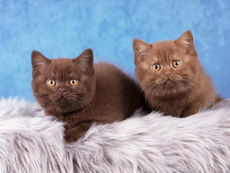 De Britse korthaar en de Britse langhaar - Kattenpret