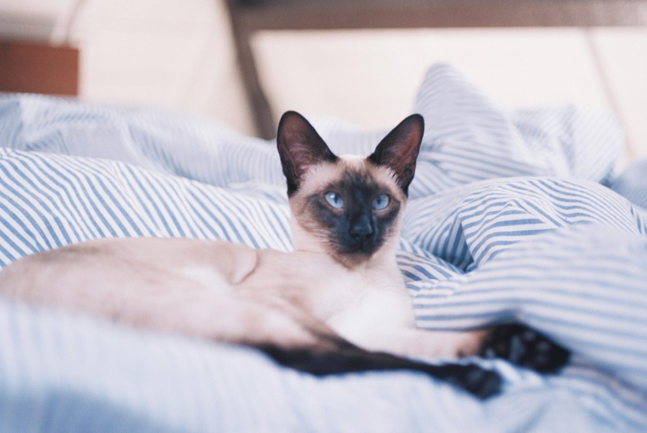 Katten weetjes Archieven - Kattenpret