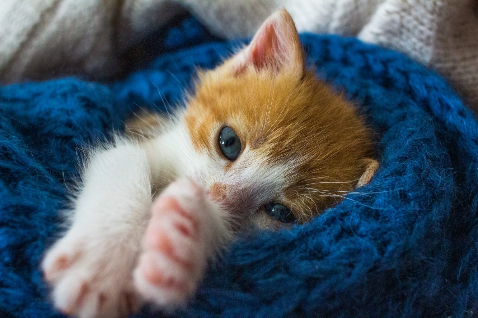Katten weetjes Archieven - Kattenpret
